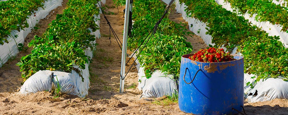 Building A Strawberry Barrel